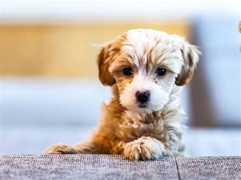 Maltipoo Wallpapers Top Free Maltipoo Backgrounds Wallpaperaccess