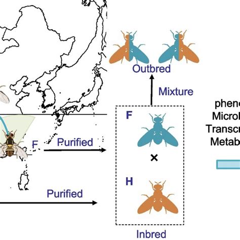 Diagram Of Experimental Design For The Inbred And Outbred Populations