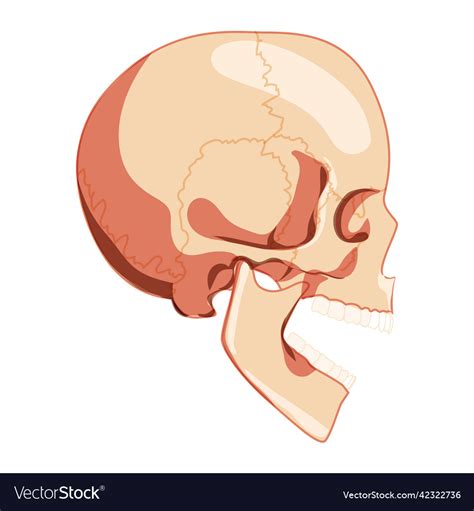 Human Skull Open Mouth