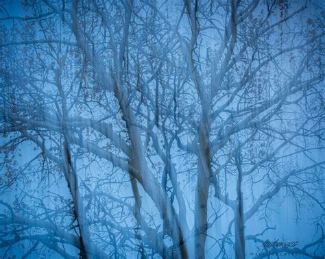 The Fading Forest 2023 Weekly Challenge Nature Photographers Network