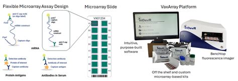 Measuring Intact Full Length Capped Tailed Mrna In A Single Assay 5′capq