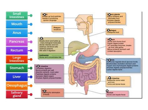 Function Of Parts Of The Digestive System Labelled Diagram