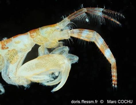 Jassa Falcata Herdmani Marmorata Doris