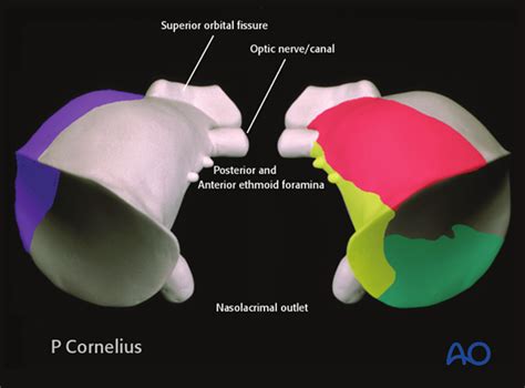 Periorbital Dissection Introduction