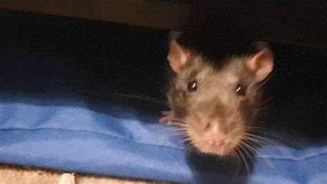 Sid Doing His Own Thing Rrats