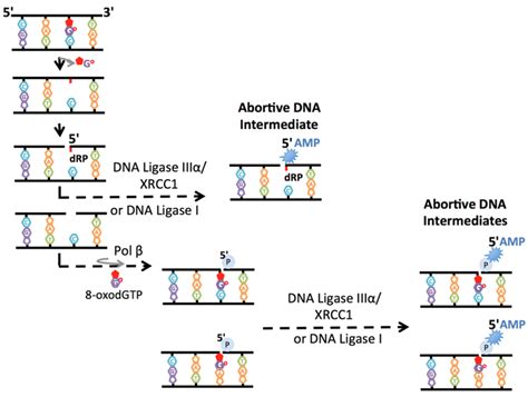 Interplay Between Dna Polymerases And Dna Ligases Influence On