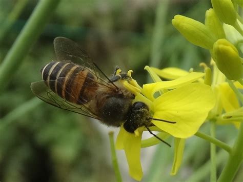 Abeja Melífera Asiática Apis Cerana Miel Sabinares Del Arlanza