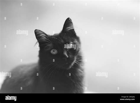 Cats With Almond Eyes