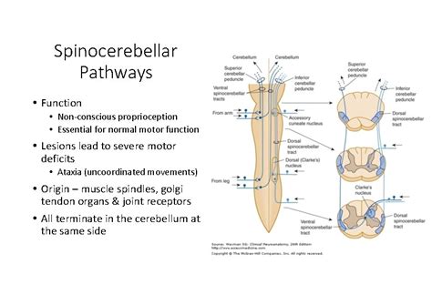 General Sensory Pathways Of The Trunk And Limbs