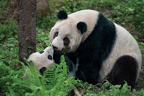 Panda Gigante Em Habitat Natural Meet The Giant Panda Natures