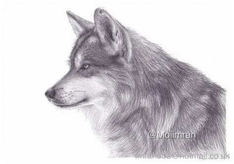 Realistic Husky Drawing At Explore Collection Of