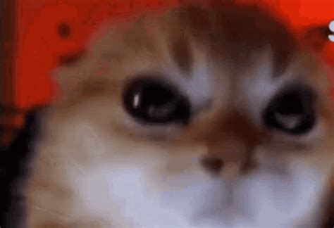 Angry Kitten Angry Kitty  Angry Kitten Angry Kitty Angry Descobrir E Compartilhar S