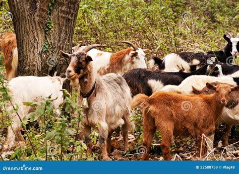 Herd Farm Animals Disturbed Man Stock Image Image Of Grass Anxiety