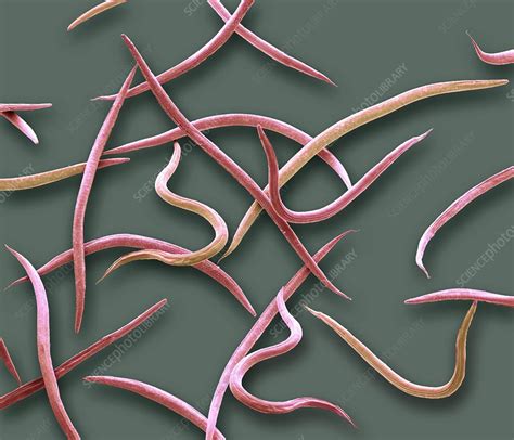 Nematodes Sem Stock Image F0241248 Science Photo Library