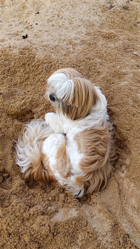 Tiny Delights Understanding The Teacup Shih Tzu Breed