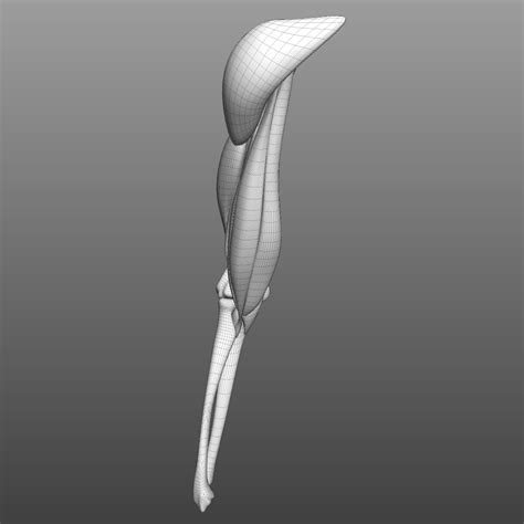 Human Biceps Structure 3d Model By Azulutak