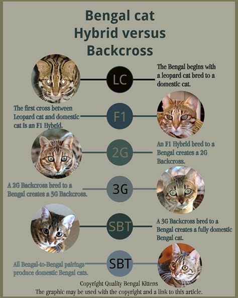 Backcrossing Hybridizing And The Bengal Cat