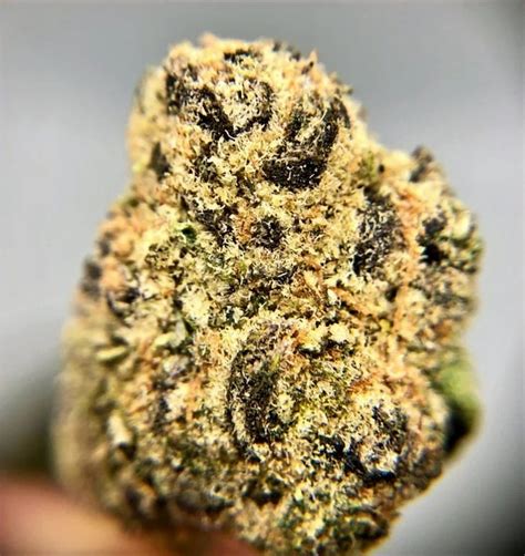 Granddaddy Pluto Strain A Clear Head With A Mellow Body By Flower