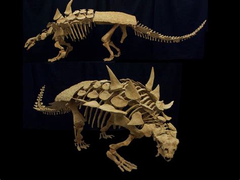 Ankylosaurus Skeleton