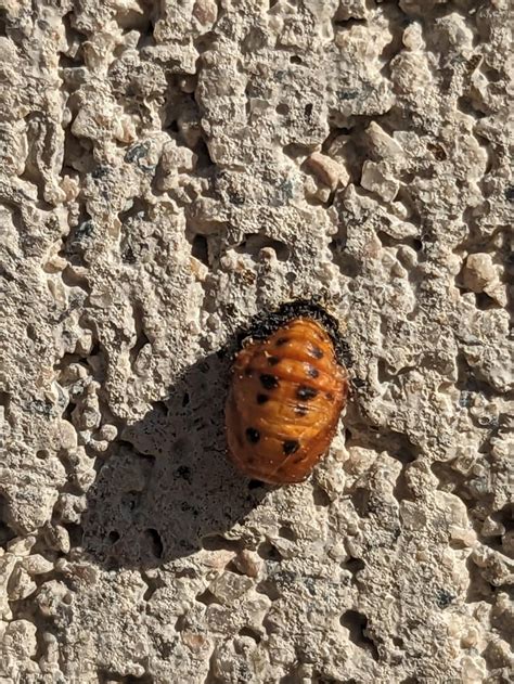Some Chrysalis Or Burnt Bugs Rwhatsthisbug