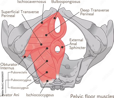 骨盤底筋群、pelvic Floor Muscles Stock Vector Adobe Stock