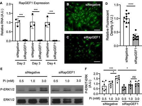 Adaptor Protein Rapgef1 Is Required For Erk1 2 Signaling In Response To