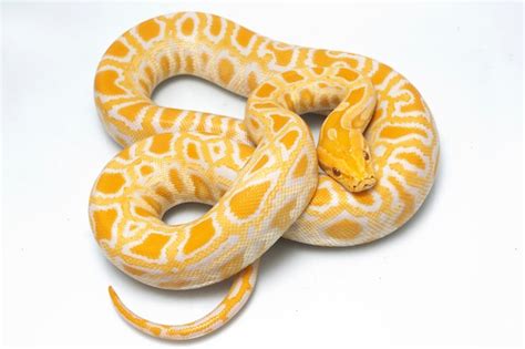 Serpent Python Blanc