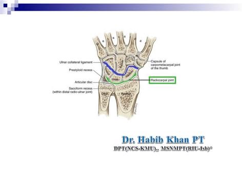 Comprehensive Anatomy And Function Of The Wrist Joint Radiocarpal