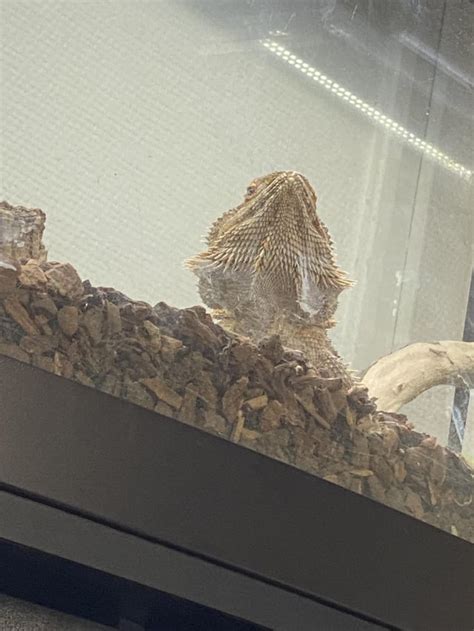 Just Got Charlie Longbottom And He Is Judging Me 😂 R Beardeddragons