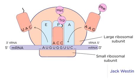 Role And Structure Of Ribosomes Translation Mcat Content
