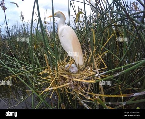 Cattle Egret Bubulcus Ibis Nesting La Pampa Province Patagonia
