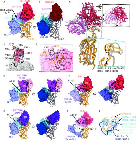 Different Antibody Combinations Induce Rbd Rearrangement A
