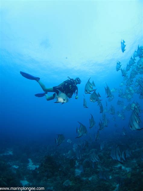 Marin Plongee Martinique Centre De Plongée Divecenter