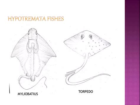 Fishes Classification Of Fishes Types Of Fishes Study Of Fishes Pptx