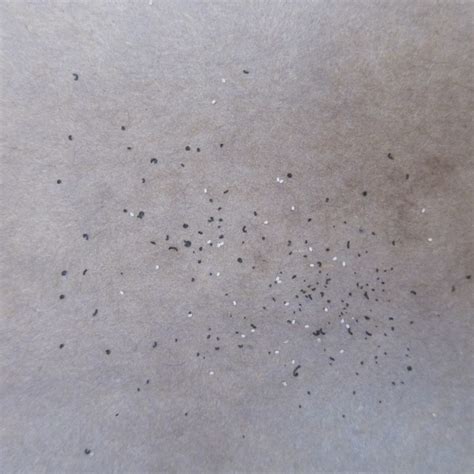 What Do Flea Droppings Look Like Ehtn