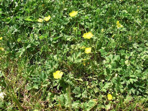 Creeping Buttercups In Grass The Lawn Man