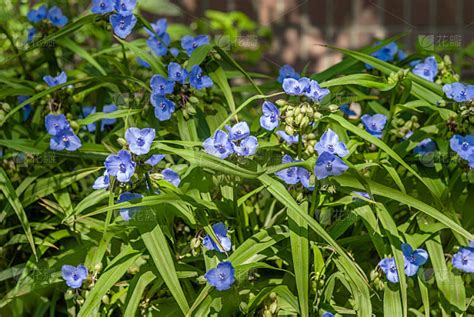 春天的森林里盛开的紫罗兰。