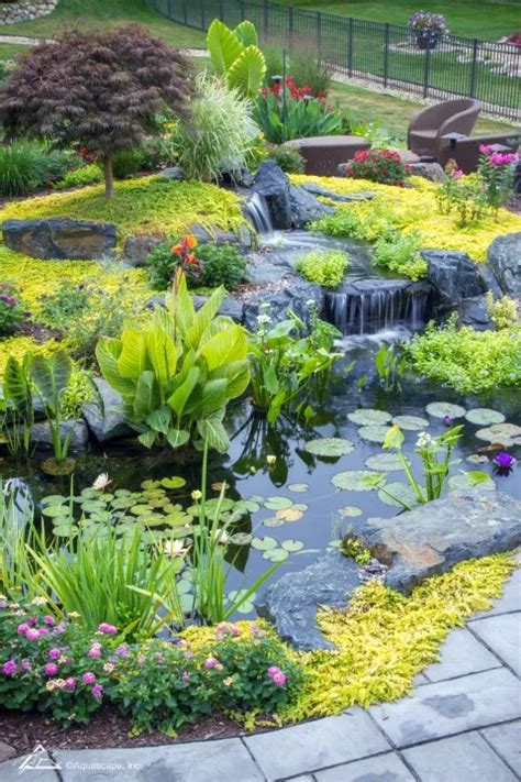 Pond Ecosystem Plants