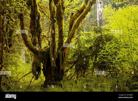 River Valley And Tree Ferns River Valley And Tree Ferns Hi Res Stock