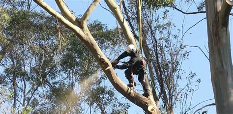 How To Prune Eucalyptus Plant Cut Eucalyptus Trees As Needed