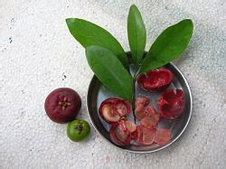 Garcinia Indica Wikipedia