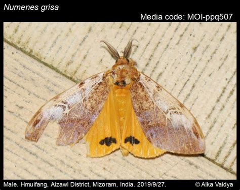 Numenes Grisa Chao 1983 Moths