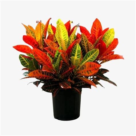 Mukiibi Emmanuel Posted On Linkedin