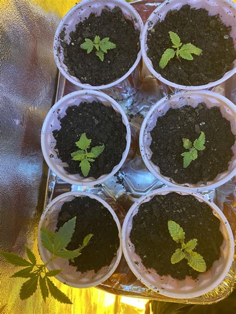6th Failed Germination R Growbuddy