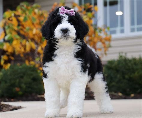 Best Virginia Newfiedoodles Available — Crockett Doodles