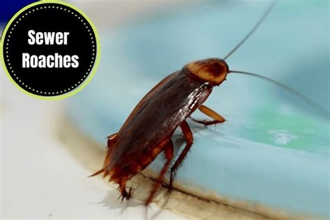 What Are Sewer Roaches How To Get Rid Of Them The Cockroach Facts