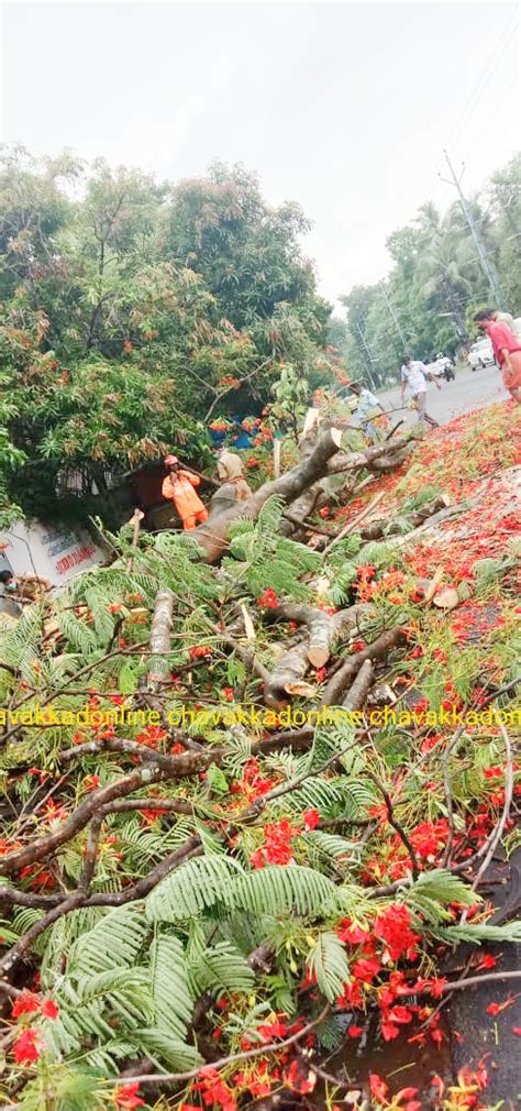 വാക മരം മുറിഞ്ഞു വീണ് ദേശീയപാതയിൽ ഗതാഗതം സതംഭിച്ചു Chavakkad Online
