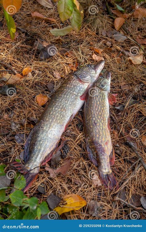 Freshwater Pike Fish Two Freshwater Pike Fish On Yellow Leaves At