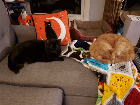 Pixie🖤 And Phoenix🧡 Rhalloweenkittycombo