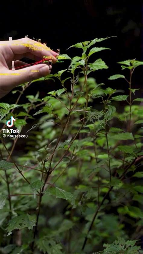 Anyone Know How To Achieve This Effect Rtouchdesigner